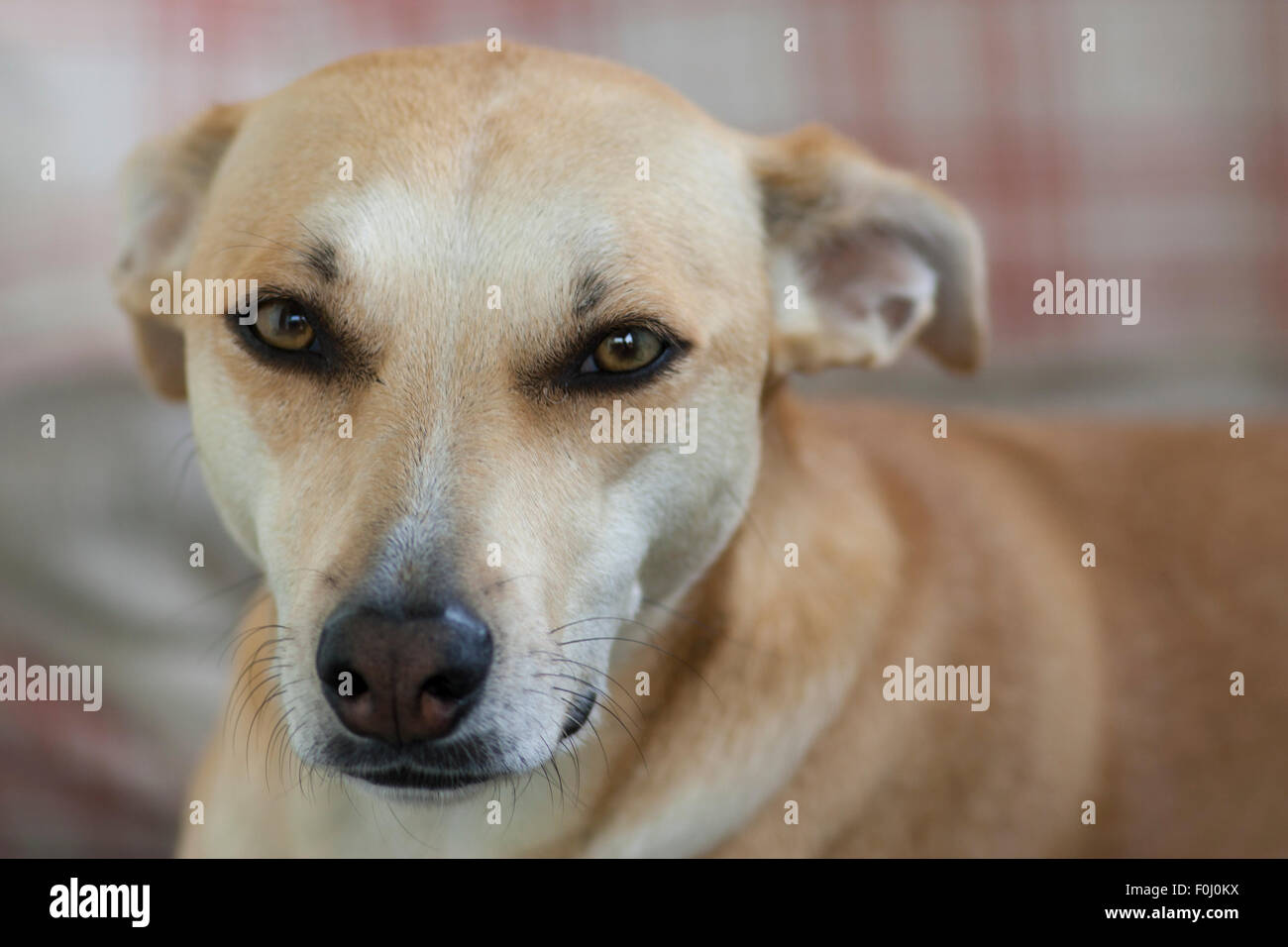 Close up of a friendly dog looking at the camera Stock Photo - Alamy