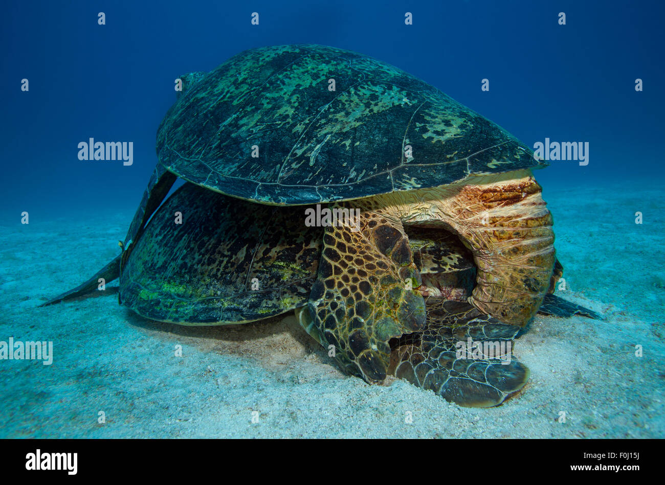 REAR VIEW OF GREEN SEA TURTLE COUPLE DURING MATTING Stock Photo - Alamy