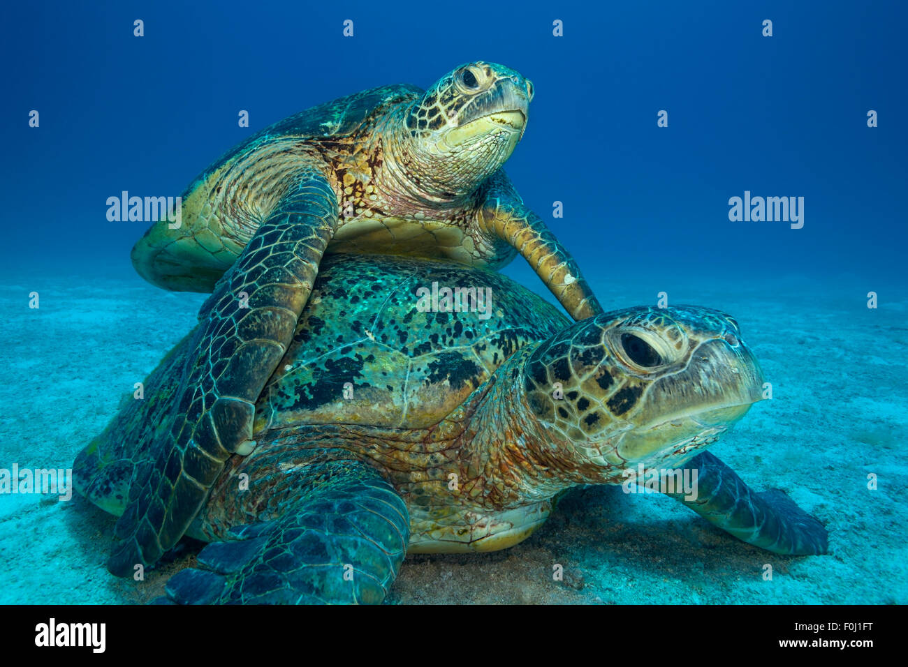 FACE VIEW OF GREEN SEA TURTLE COUPLE DURING MATTING Stock Photo - Alamy