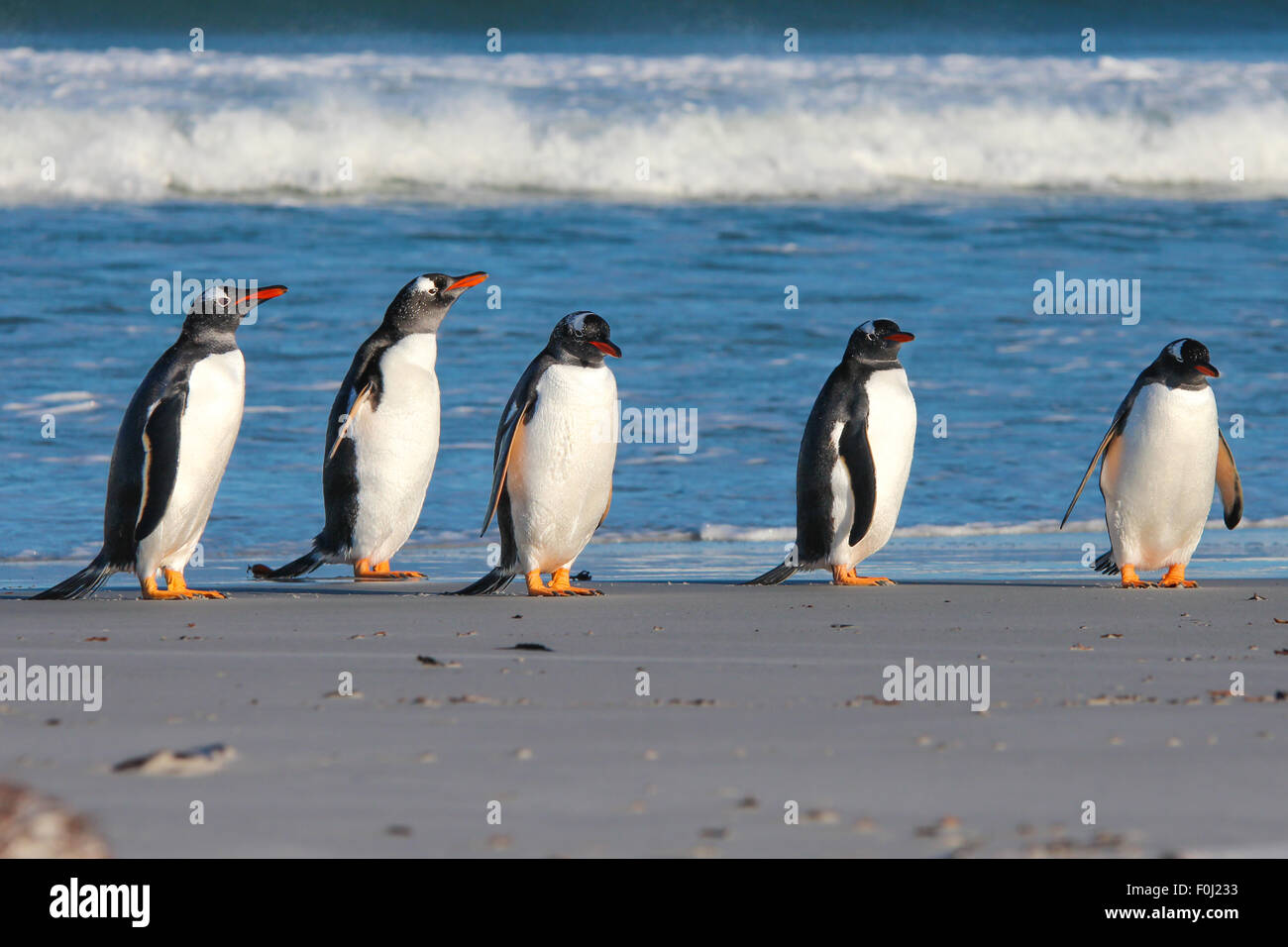 Five Gentoo Penguins lined up by the surf. Bertha's Beach, Falkland ...