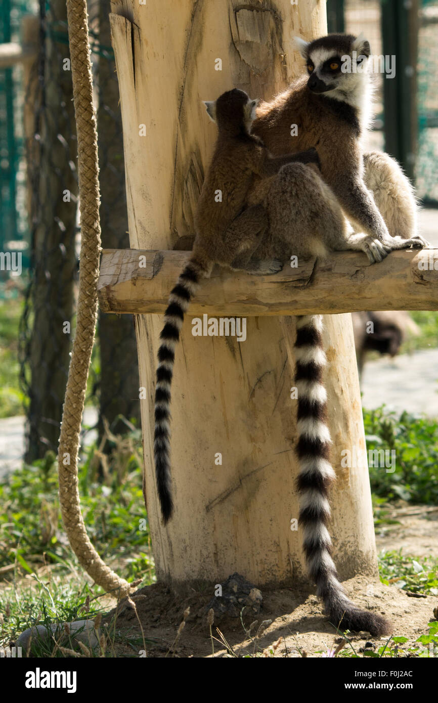 lemur and meercat, african cat in a zoo, play with a ball in a zoo ...