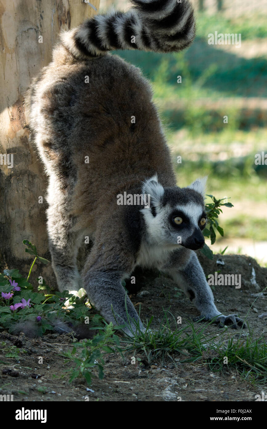 lemur and meercat, african cat in a zoo, play with a ball in a zoo ...