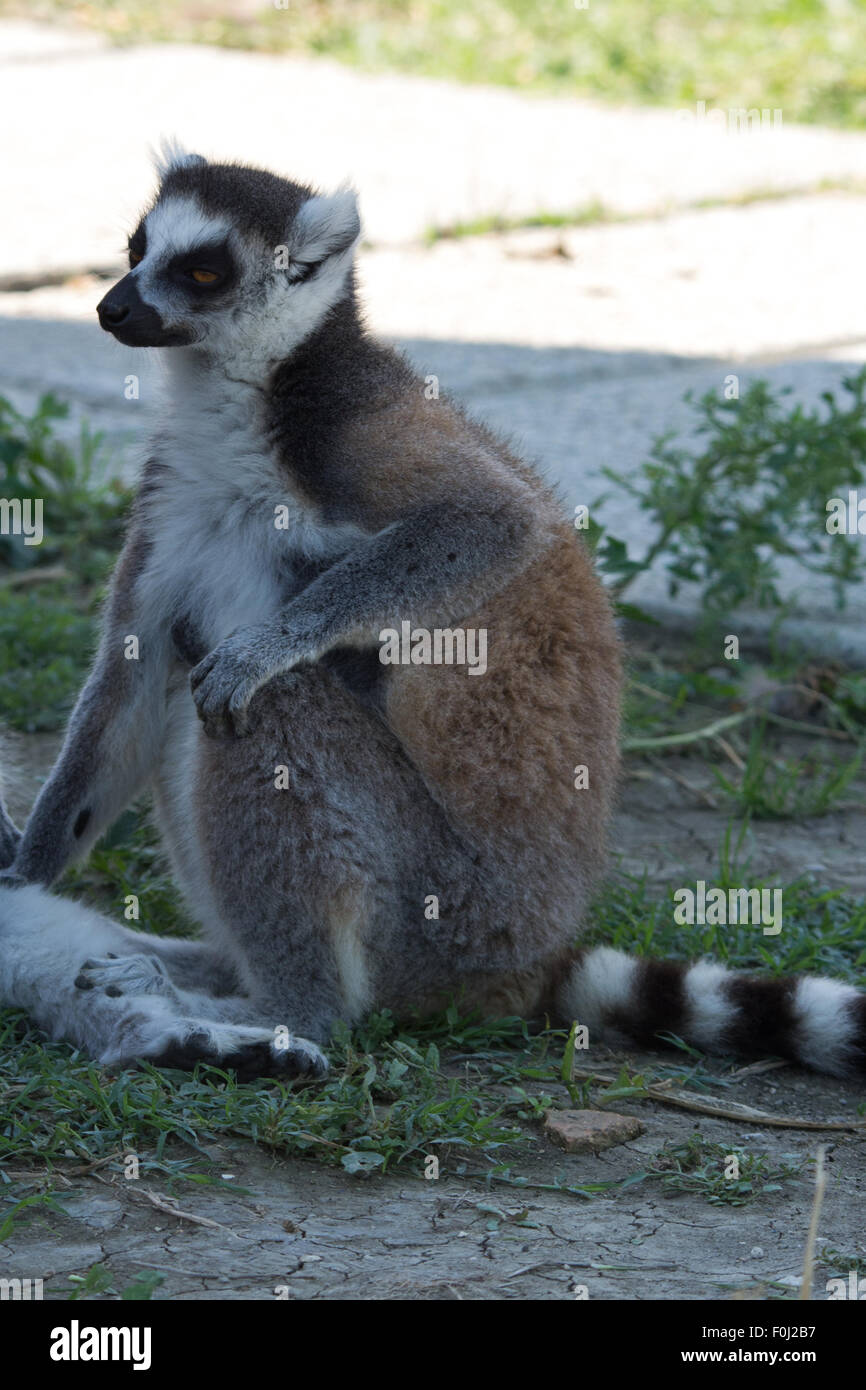 lemur and meercat, african cat in a zoo, play with a ball in a zoo ...