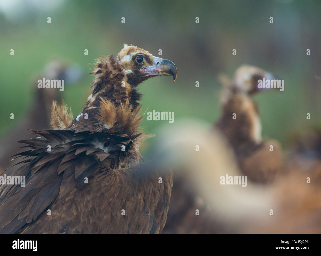 European Black vultures (Aegypius monachus), Campanarios de Azaba ...