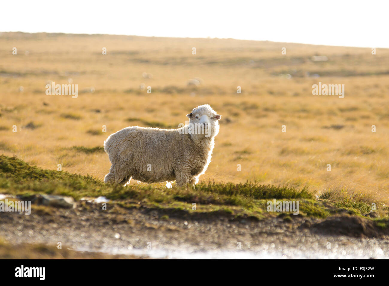 Sheep at pasture. Falkland Islands Stock Photo - Alamy