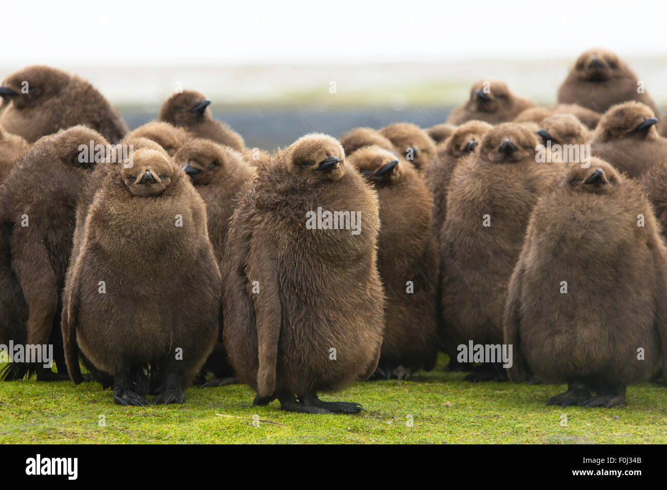 King Penguin (Aptenodytes patagonicus) Creche of large brown chicks ...