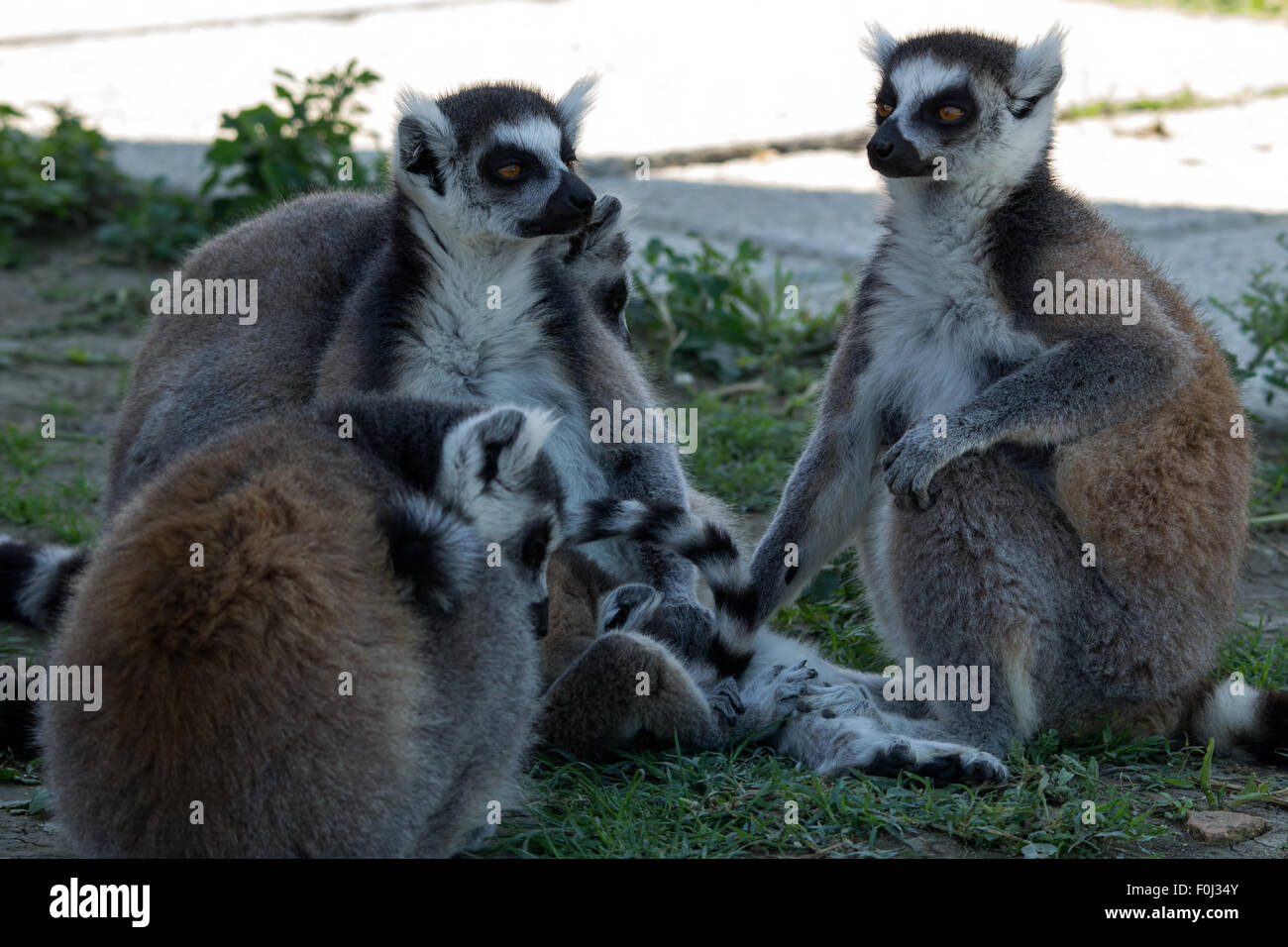 lemur and meercat, african cat in a zoo, play with a ball in a zoo ...