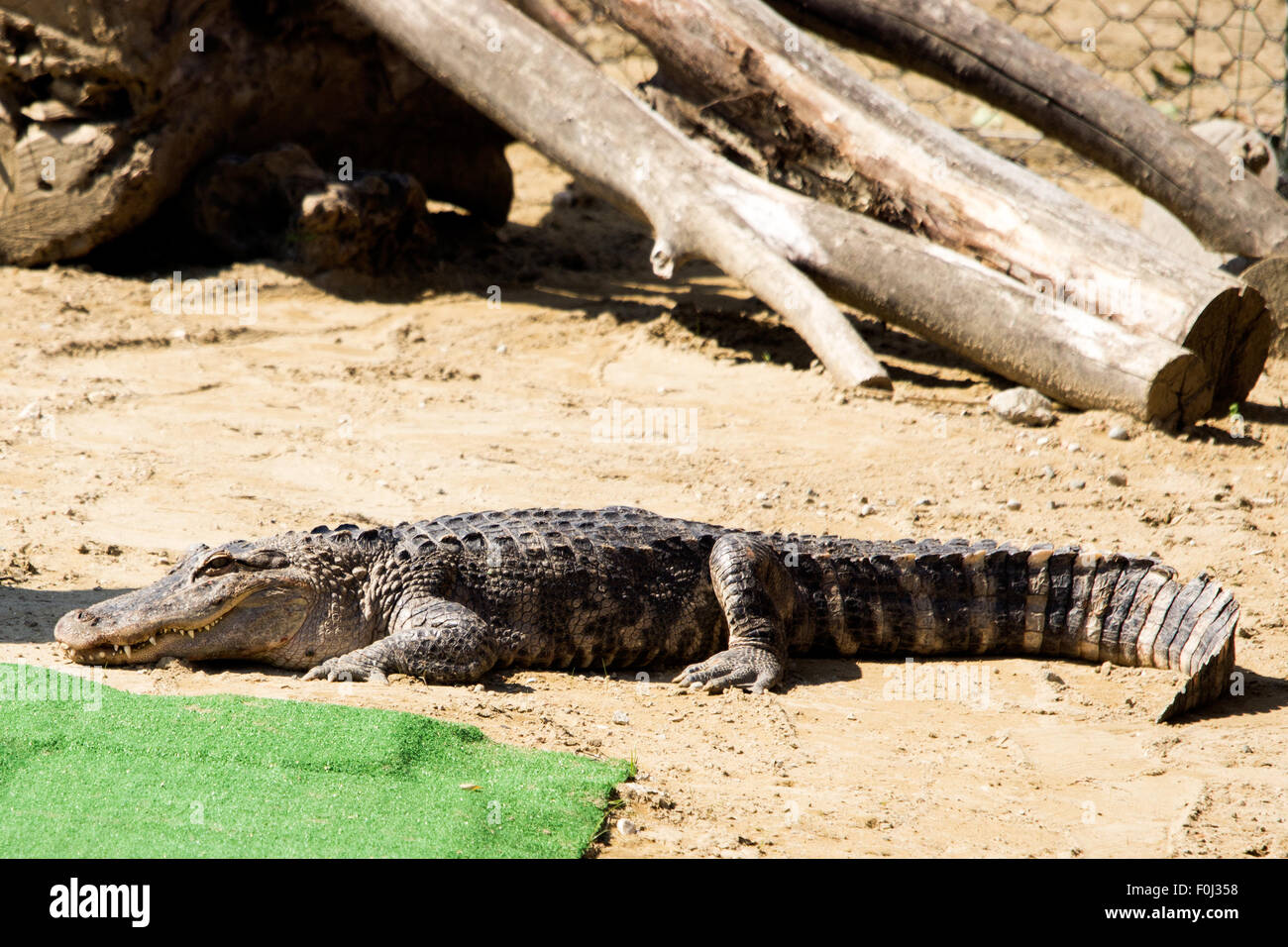 gecko, lizard in the foreground. Macro, closeup Stock Photo - Alamy