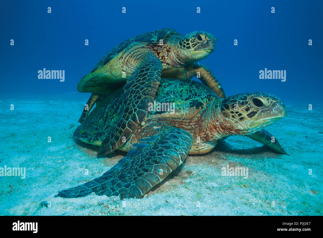 FACE VIEW OF GREEN SEA TURTLE COUPLE DURING MATTING Stock Photo - Alamy