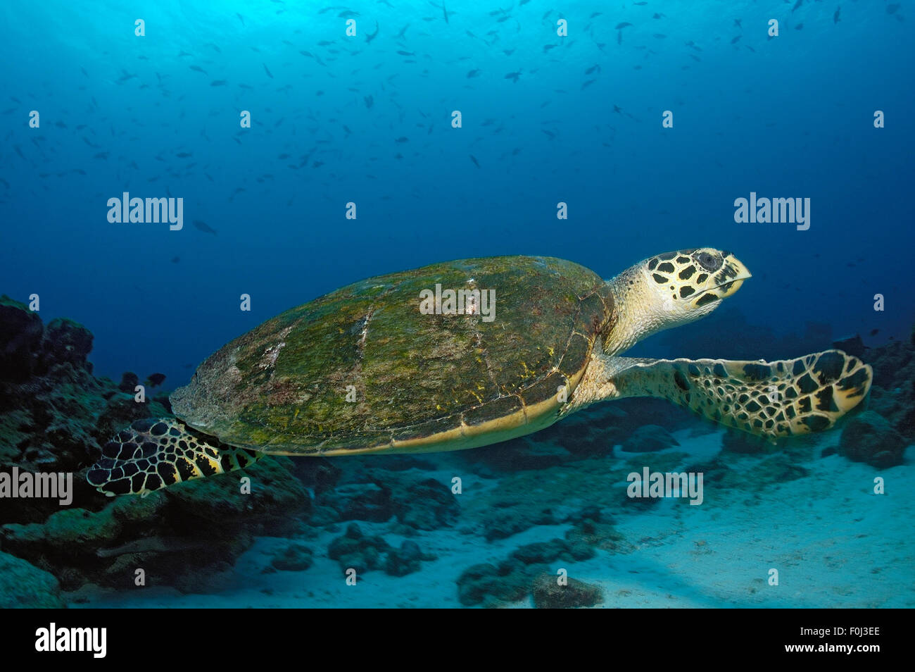HAWKBILL SEA TURTLE SWIMMING ON THE REEF GARDEN Stock Photo - Alamy