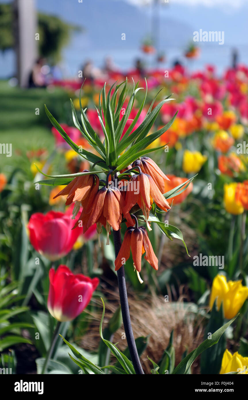 Closeup of flower, flower in a garden, flower with sky background ...