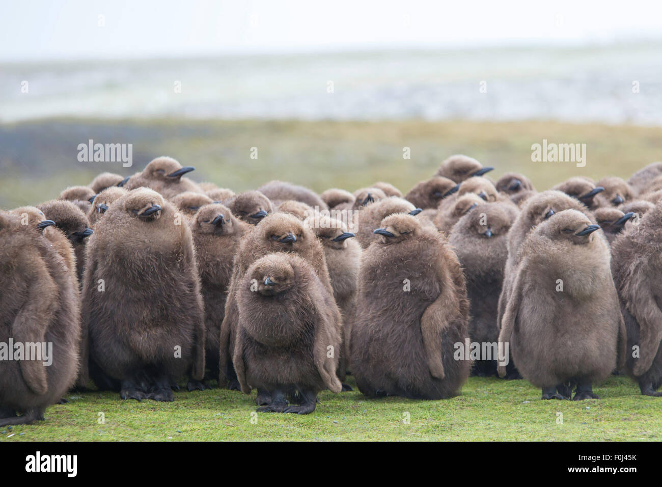 King penguin chick creche hi-res stock photography and images - Alamy