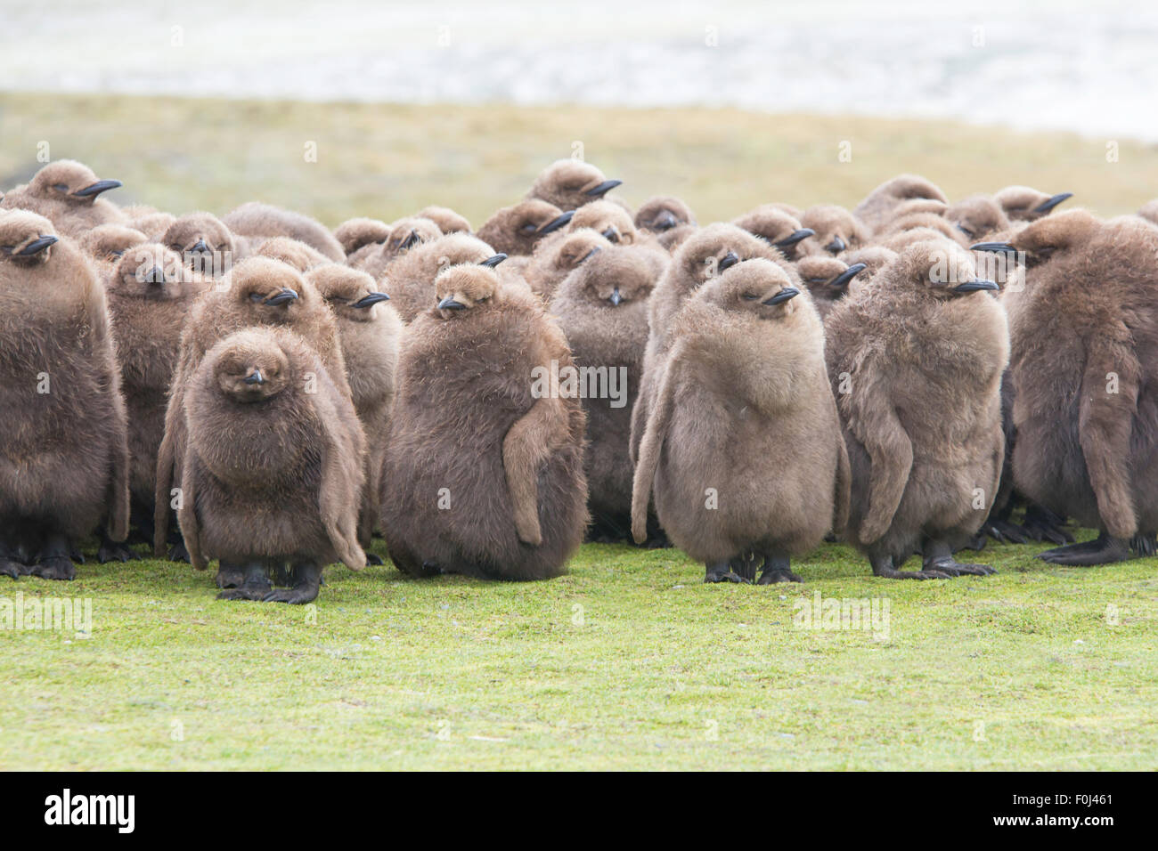 Juvenile King Penguin chicks huddled together in the rain. Volunteer ...