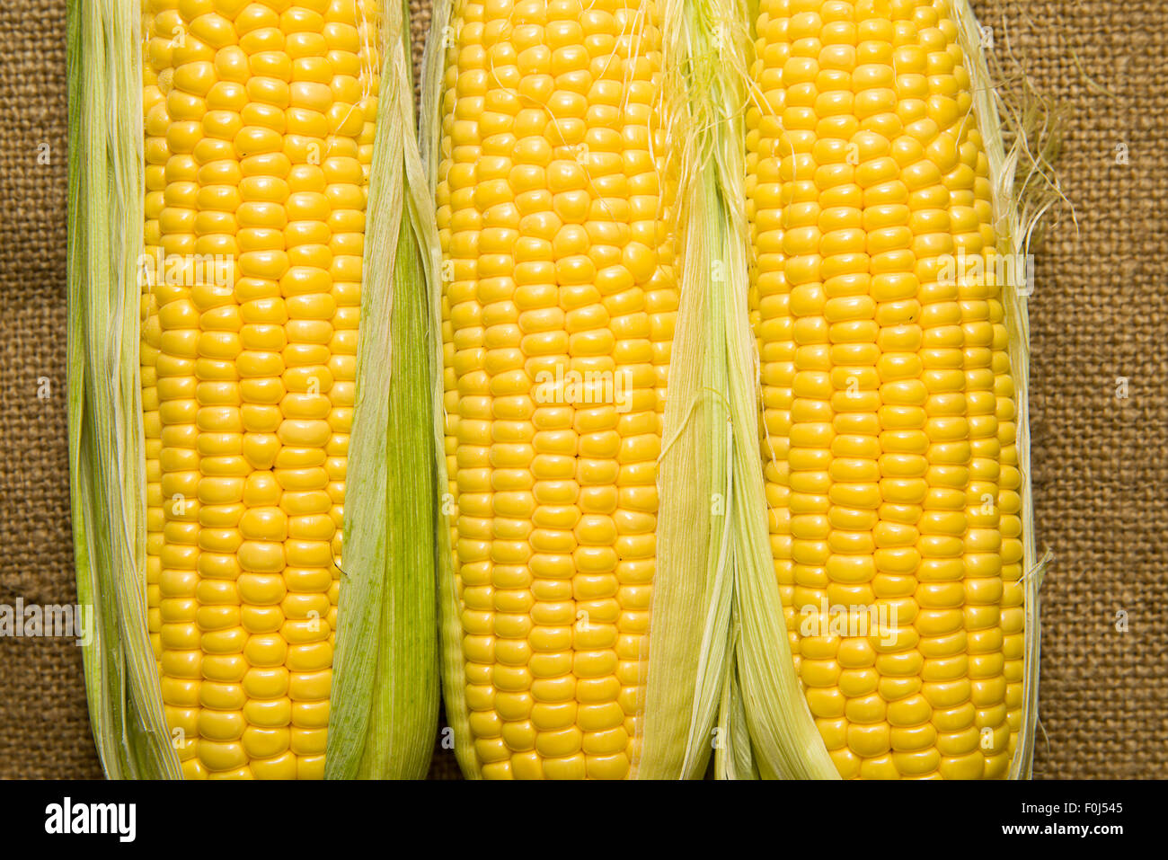 A few mature ears of corn on the old cloth Stock Photo - Alamy