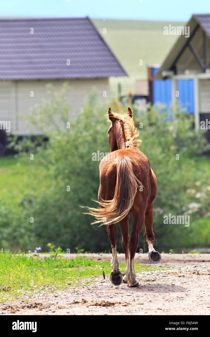 Beautiful young red horse hi-res stock photography and images - Alamy
