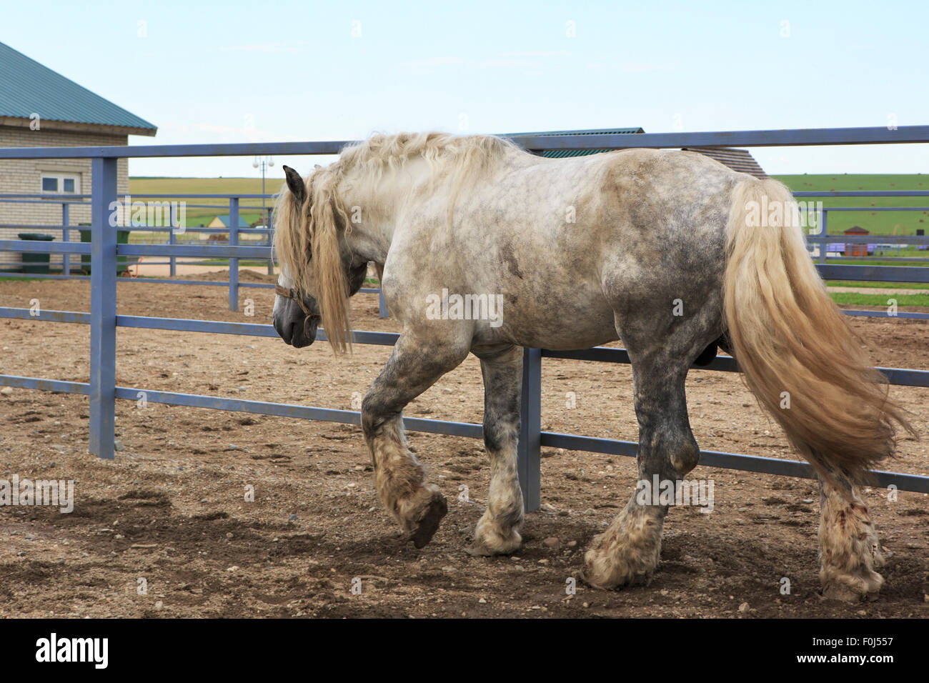 Beautiful stallion gray suit breed Percheron Stock Photo - Alamy