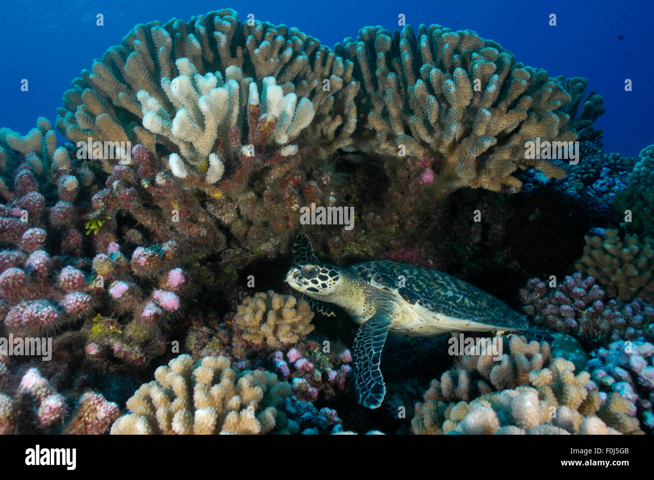 HAWKBILL SEA TURTLE STAY QUIET A THE CORAL GARDEN Stock Photo - Alamy