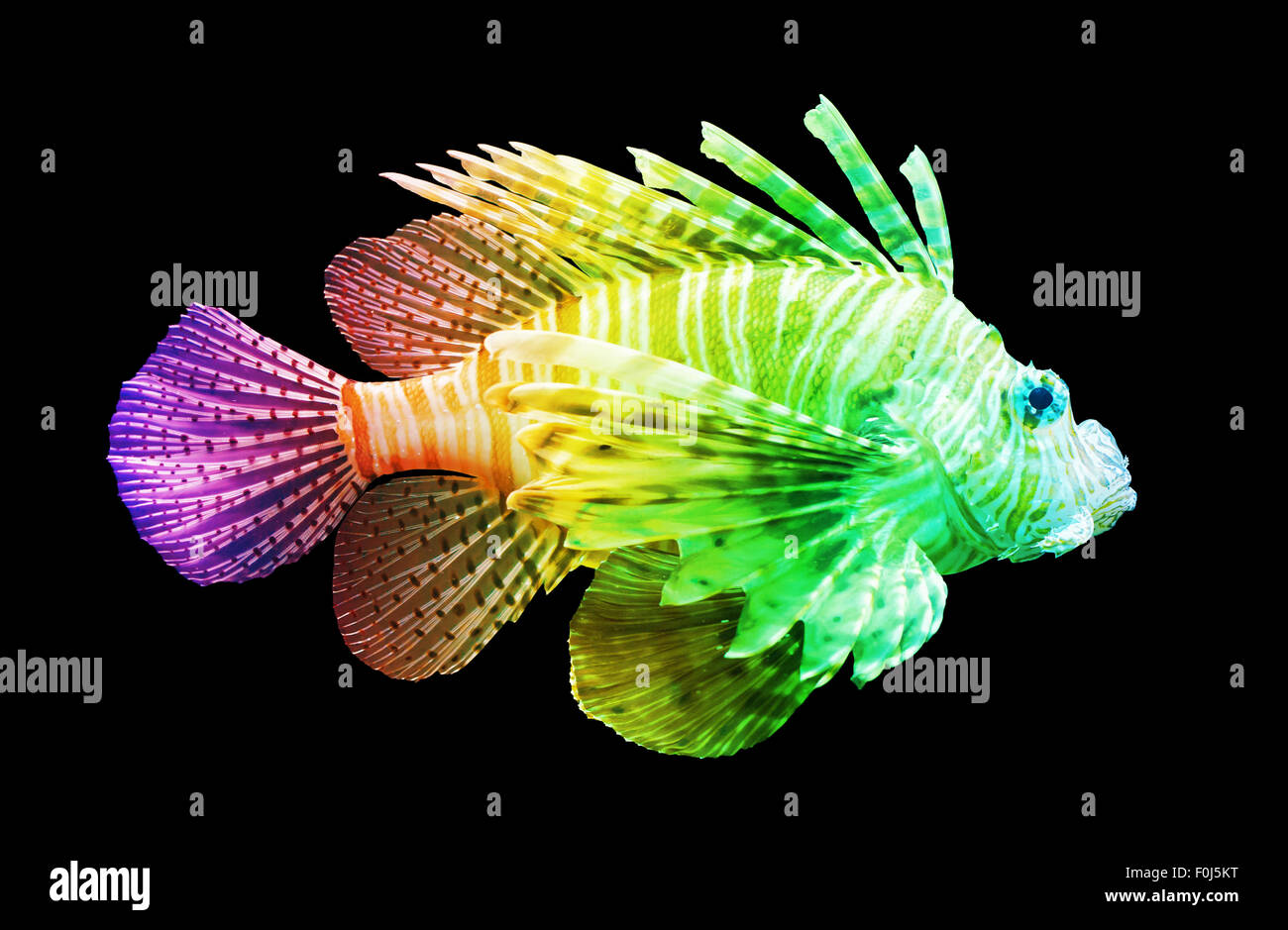 Pterois volitans, Lionfish - Isolated on black - Unique rainbow Stock ...