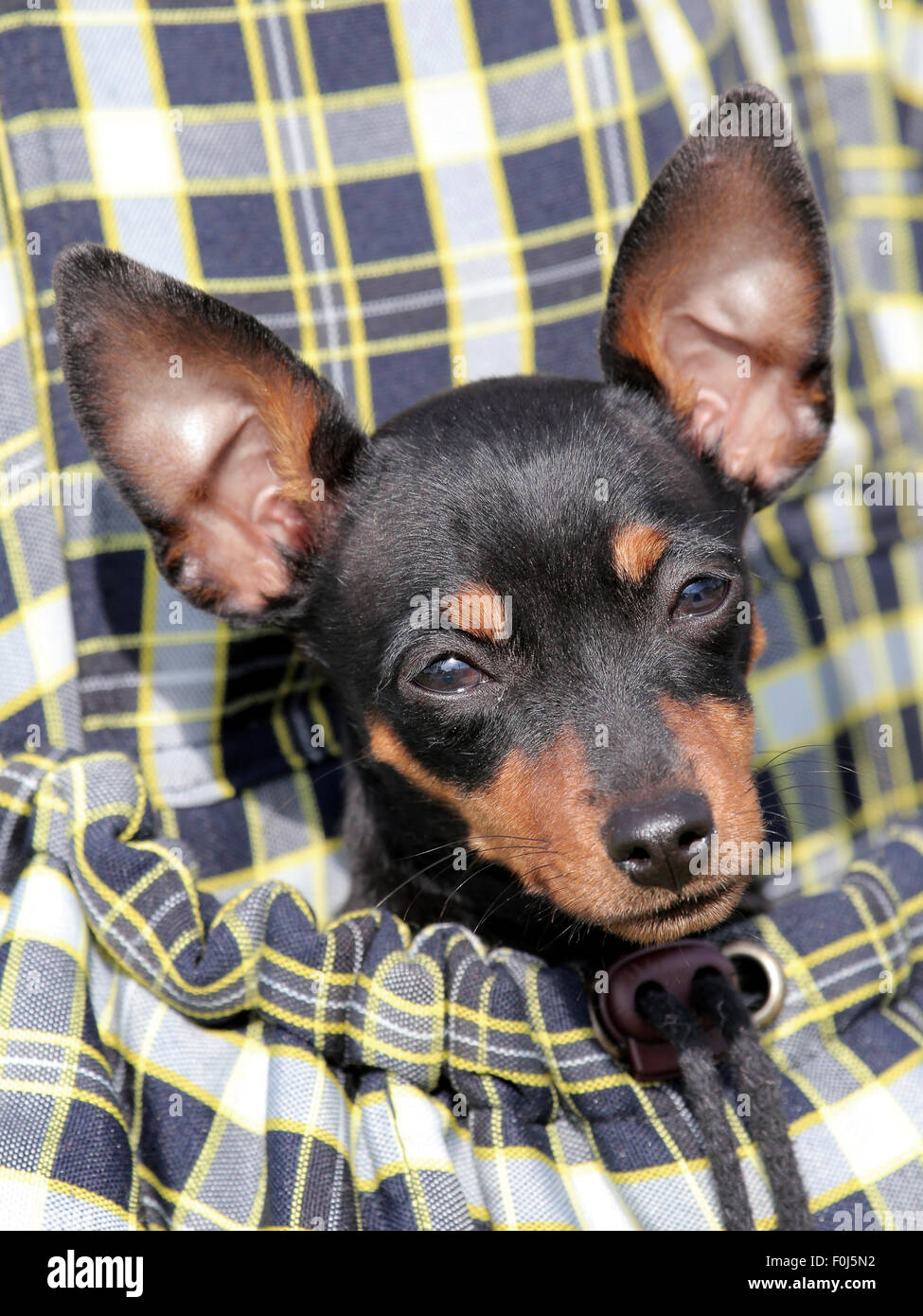 Funny photo with Prague Rat-hunter Stock Photo - Alamy