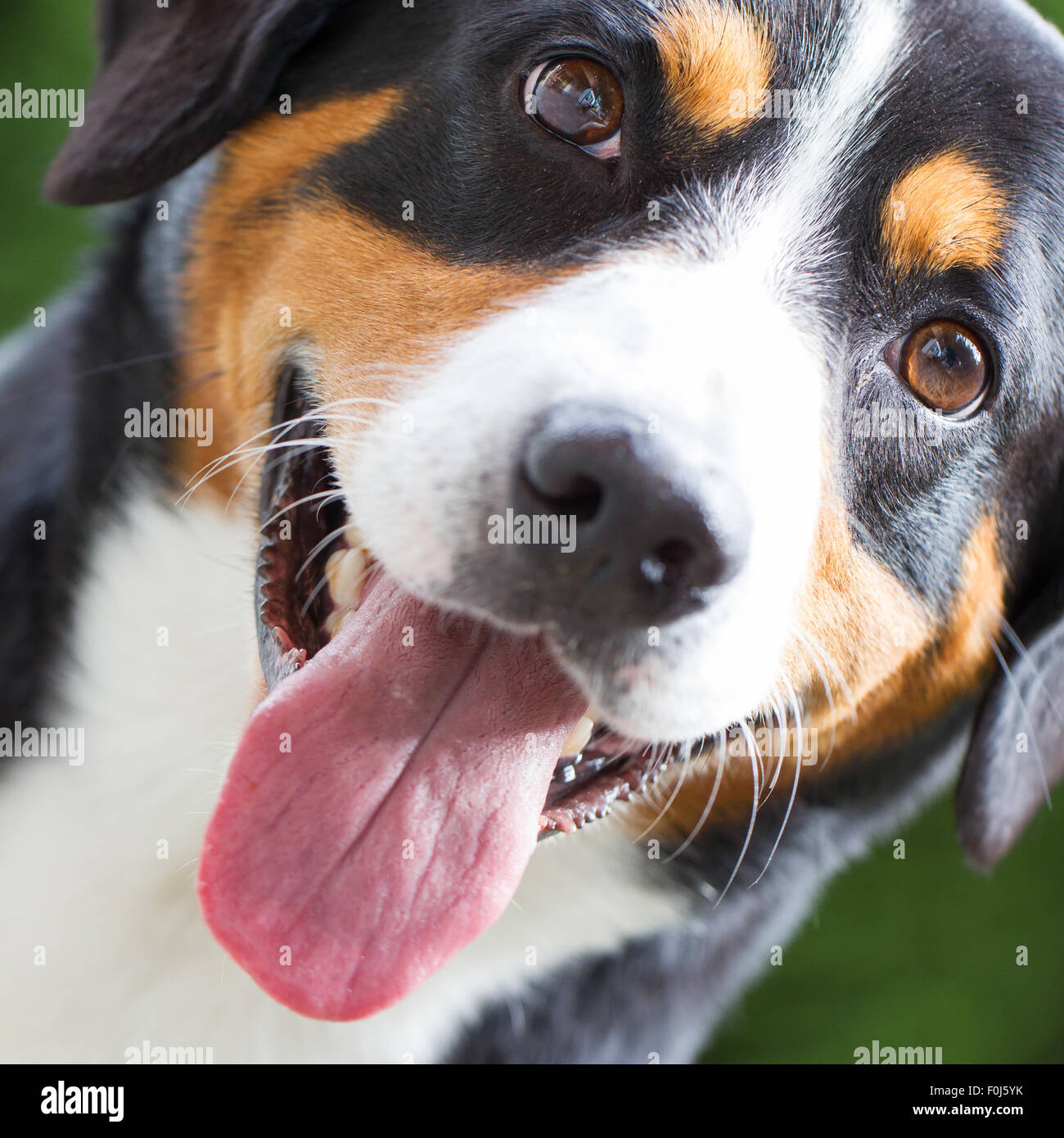Appenzeller sennenhund dog appenzell hi-res stock photography and ...