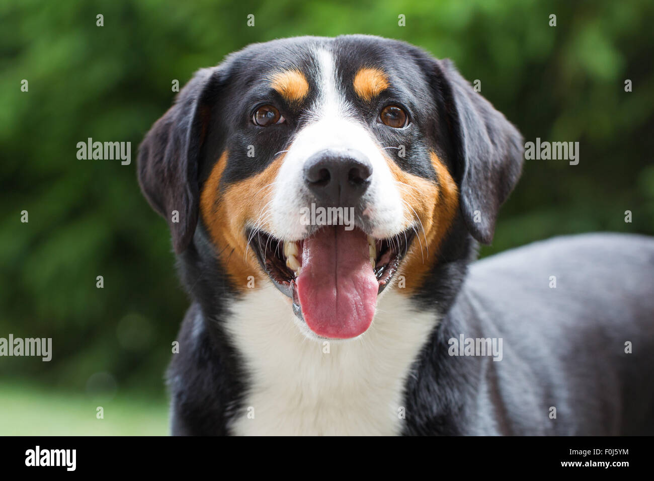Young Sennenhund, close-up, playfull look in the eyes Stock Photo - Alamy