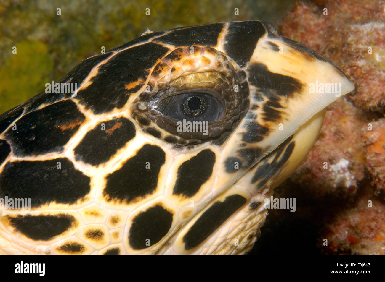 CLOSE-UP FACE OF HAWKBILL SEA TURTLE Stock Photo - Alamy