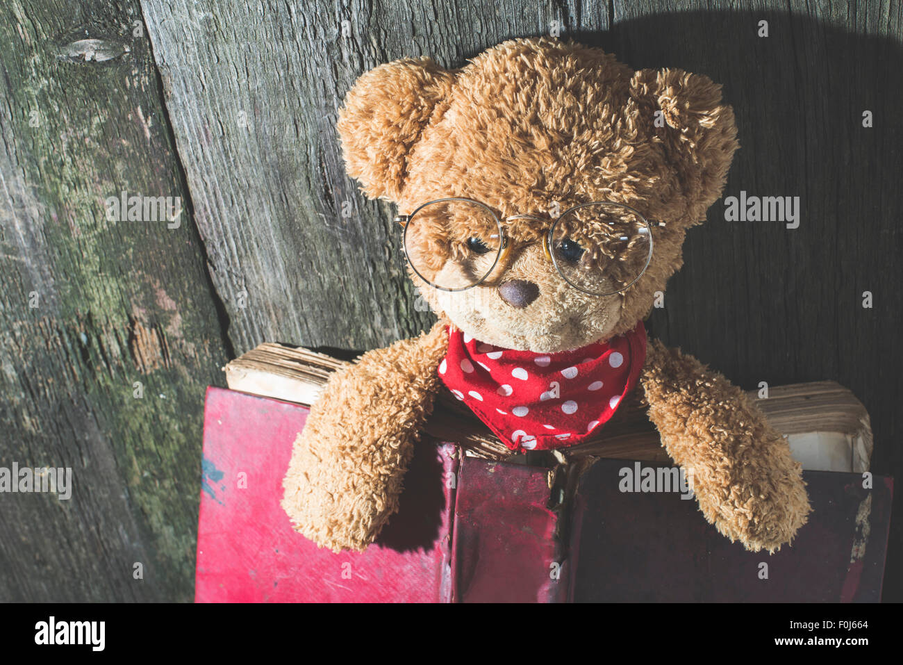 Teddy bear reading book hi-res stock photography and images - Alamy