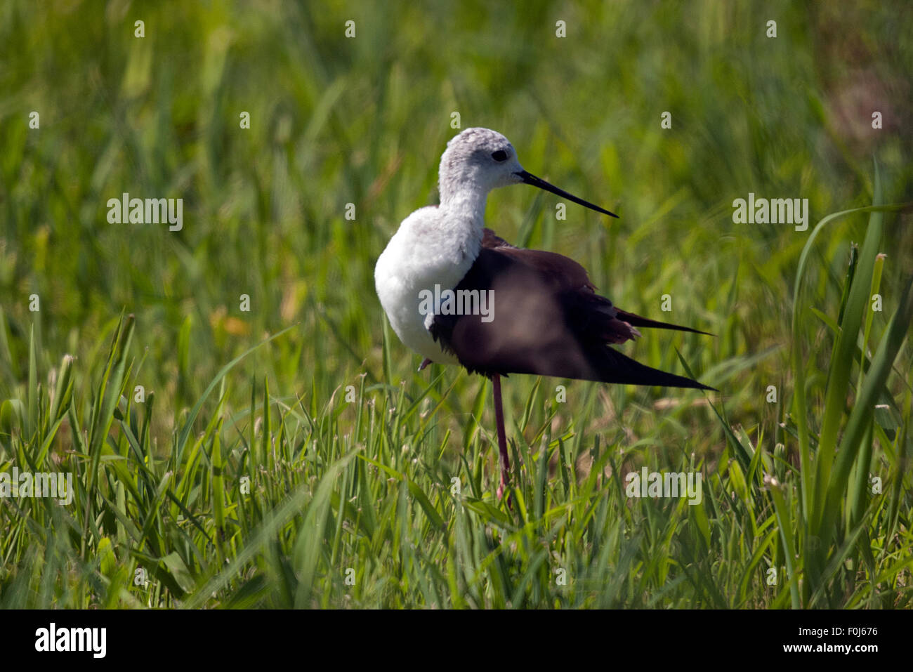 stork, heron, gull, eat, predators, stork eat a frog, heron heat a big ...