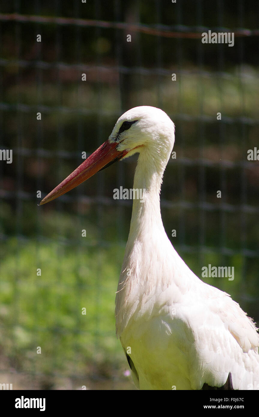 stork, heron, gull, eat, predators, stork eat a frog, heron heat a big ...