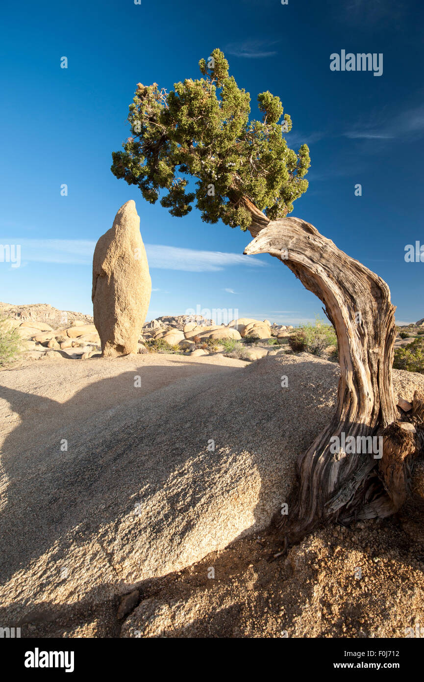 Tree and stone at Joshua Tree National Park, near Indio, Palm Springs ...