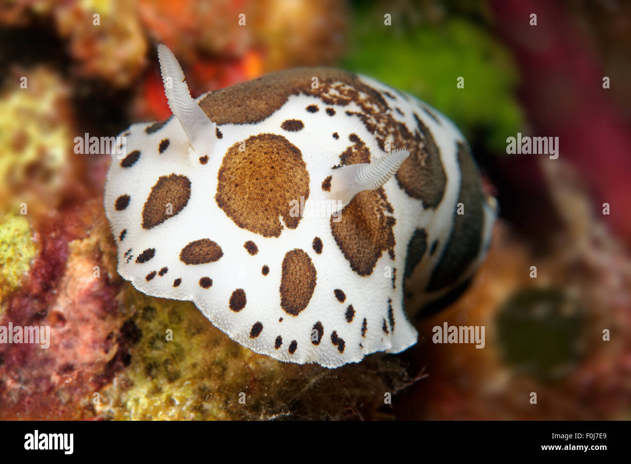 Nudibranch (Peltodoris astromaculata), (Discodoris astromaculata ...