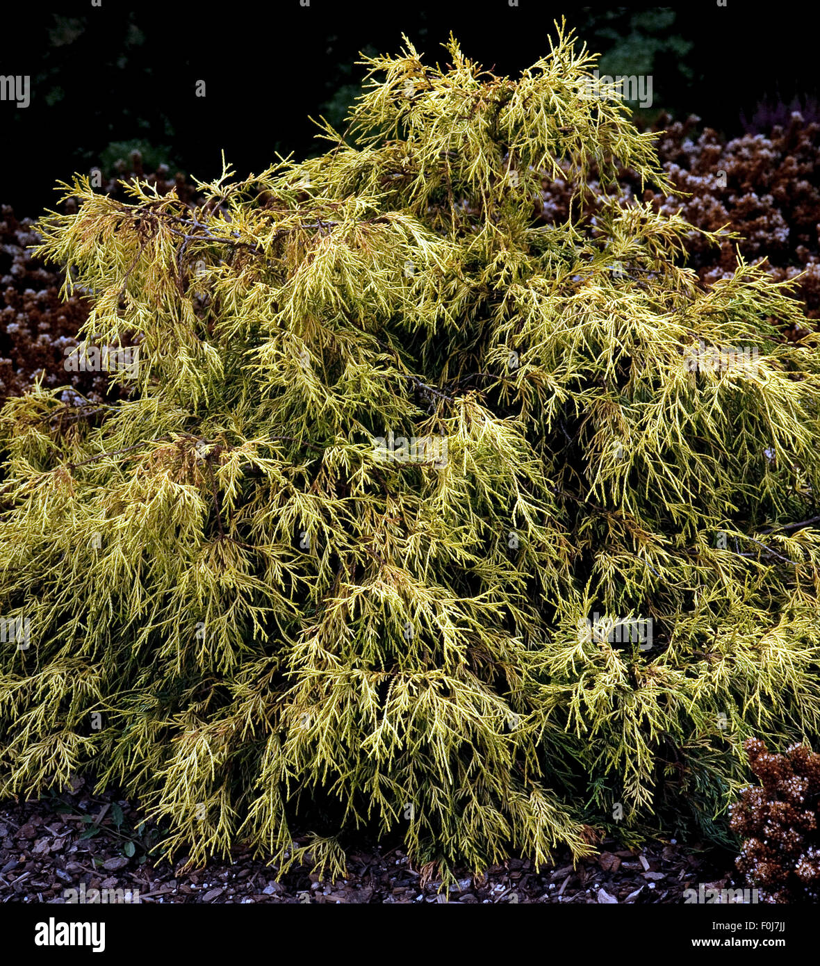 Lemon Thread Cypress