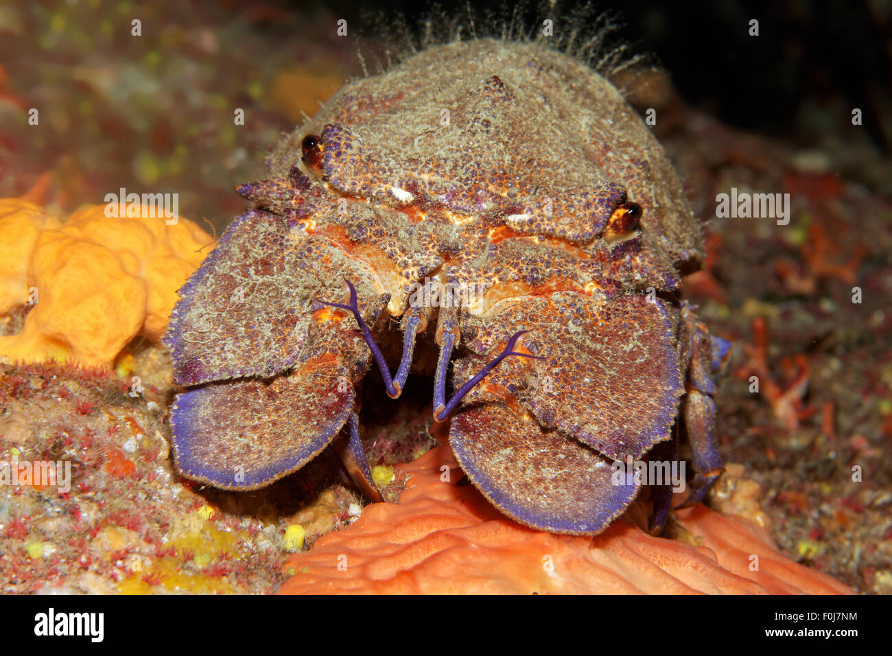 Mediterranean slipper lobster (Scyllarides latus), Corfu, Ionian ...