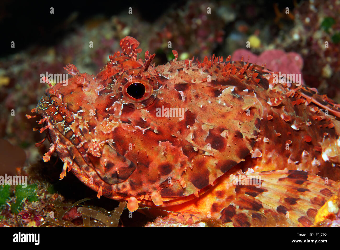 Red scorpionfish (Scorpaena scrofa), Corfu, Ionian Islands, Ionian Sea ...