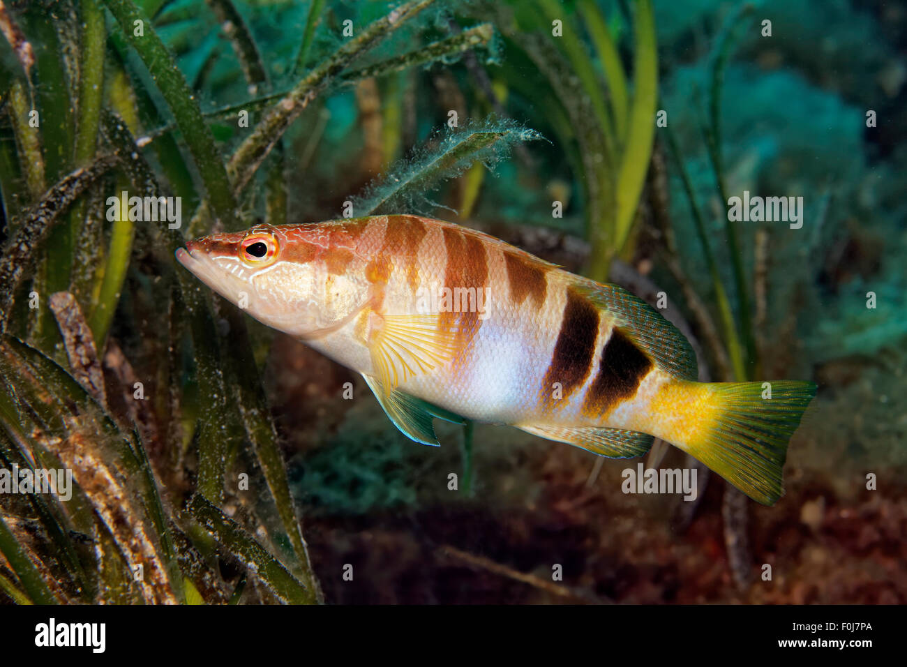 Painted comber (Serranus scriba) swimming in seagrass (Posidonia ...