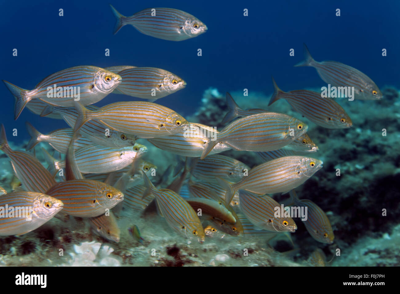 School of salema porgy fish hi-res stock photography and images - Alamy