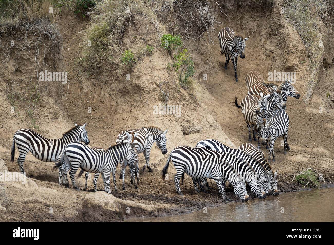 Plains zebra (Equus quagga), herd during migration, great hike, river ...