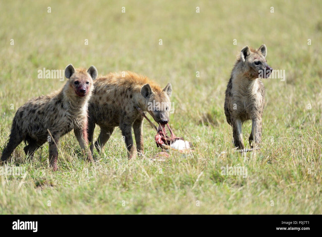 Spotted hyenas (Crocuta crocuta), with prey, feeding on a Thomson's ...