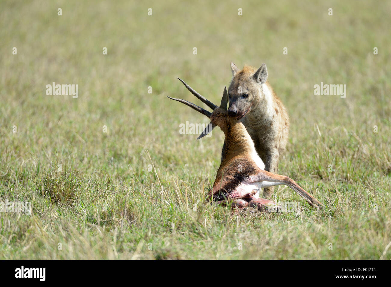 Hyena with prey hi-res stock photography and images - Alamy