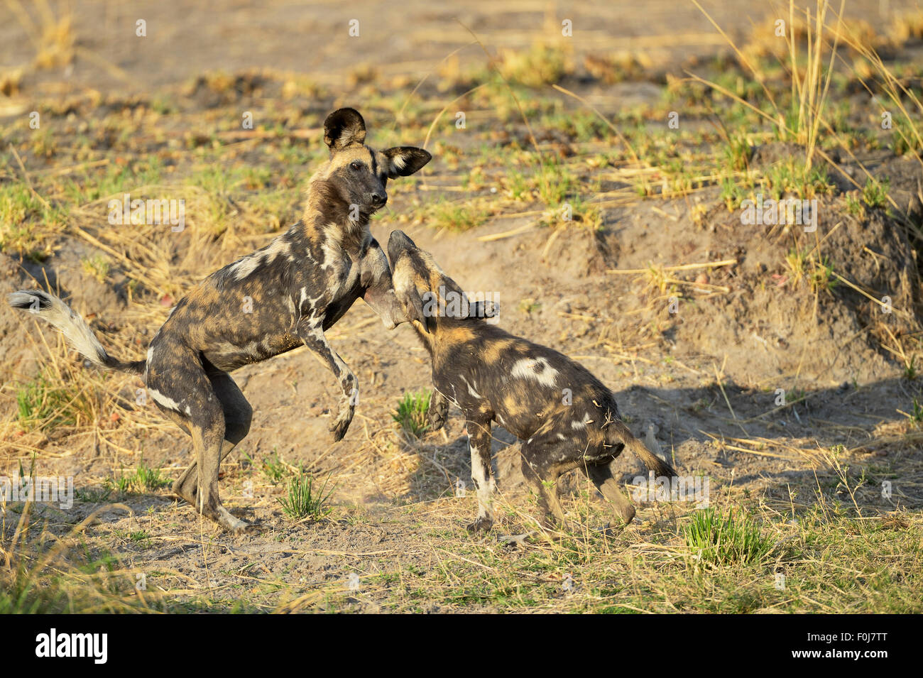 African Wild Dog Pups Fighting