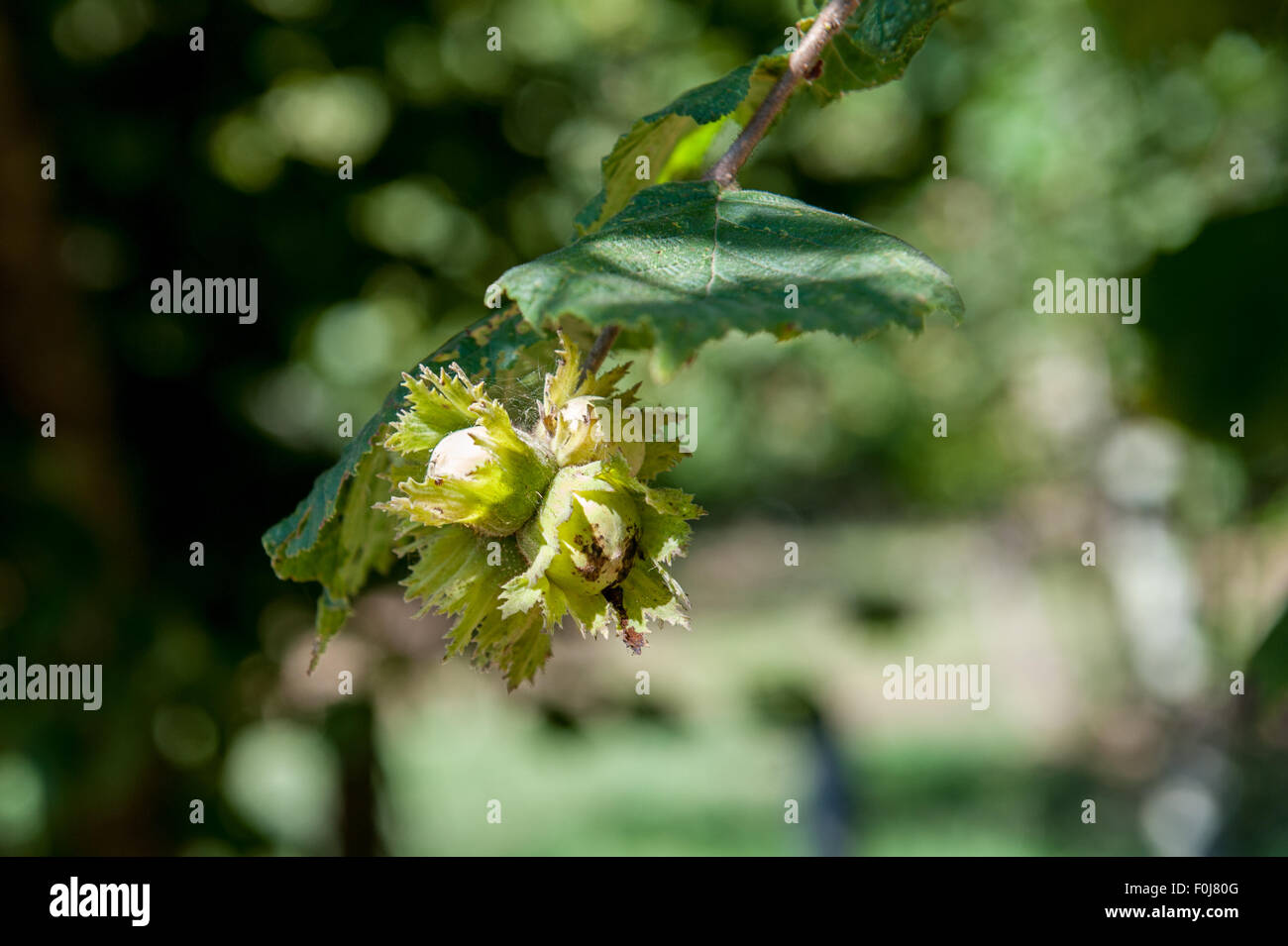 Hazelnuts tree branch close up with out of focus green background Stock ...
