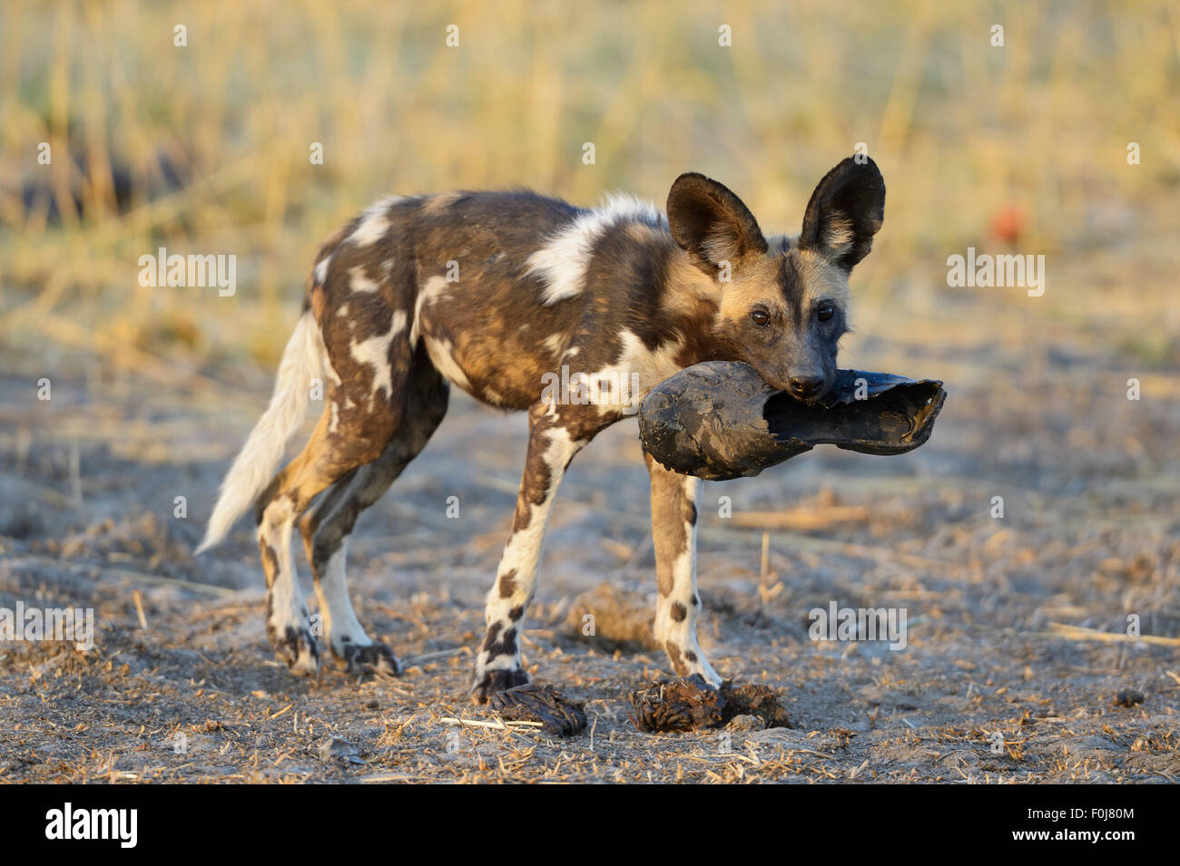 African wild dog (Lycaon pictus), with an old shoe in its mouth, South ...