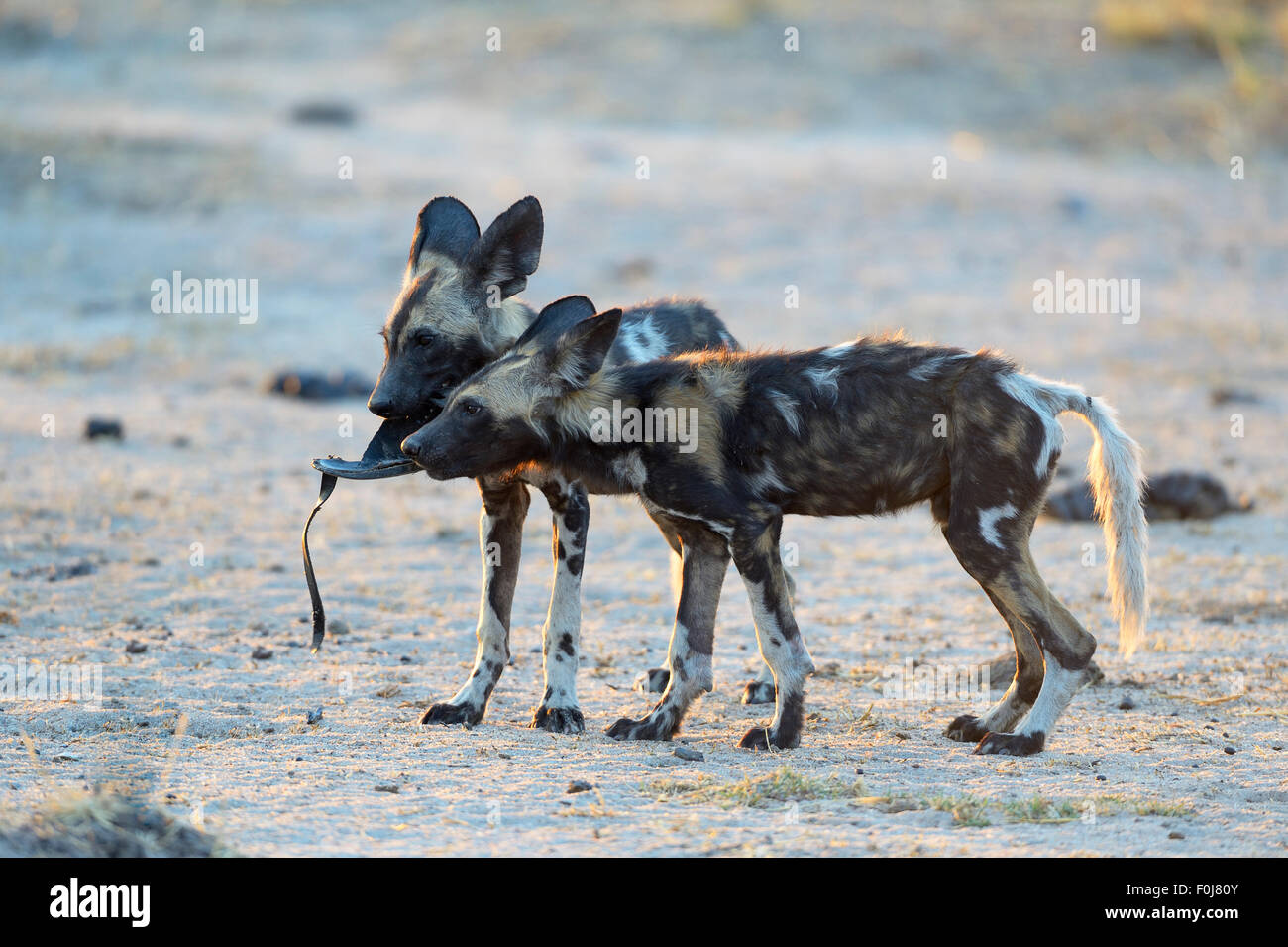 African wild dogs (Lycaon pictus), juveniles playing with an old shoe ...