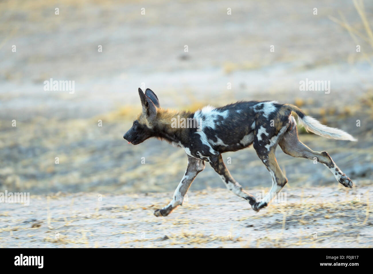 African wild dog running hi-res stock photography and images - Alamy