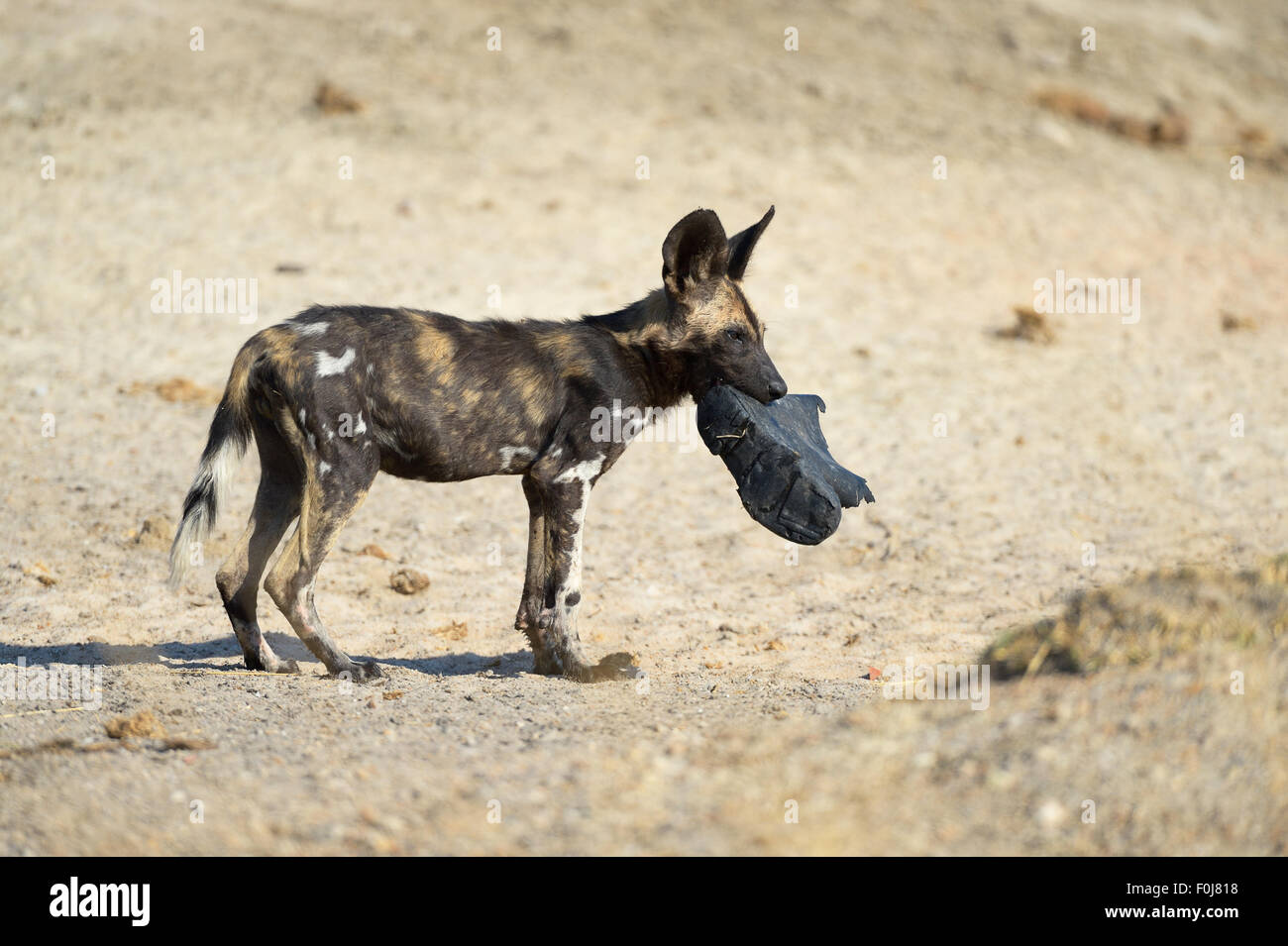Shoe In The Mouth High Resolution Stock Photography and Images - Alamy