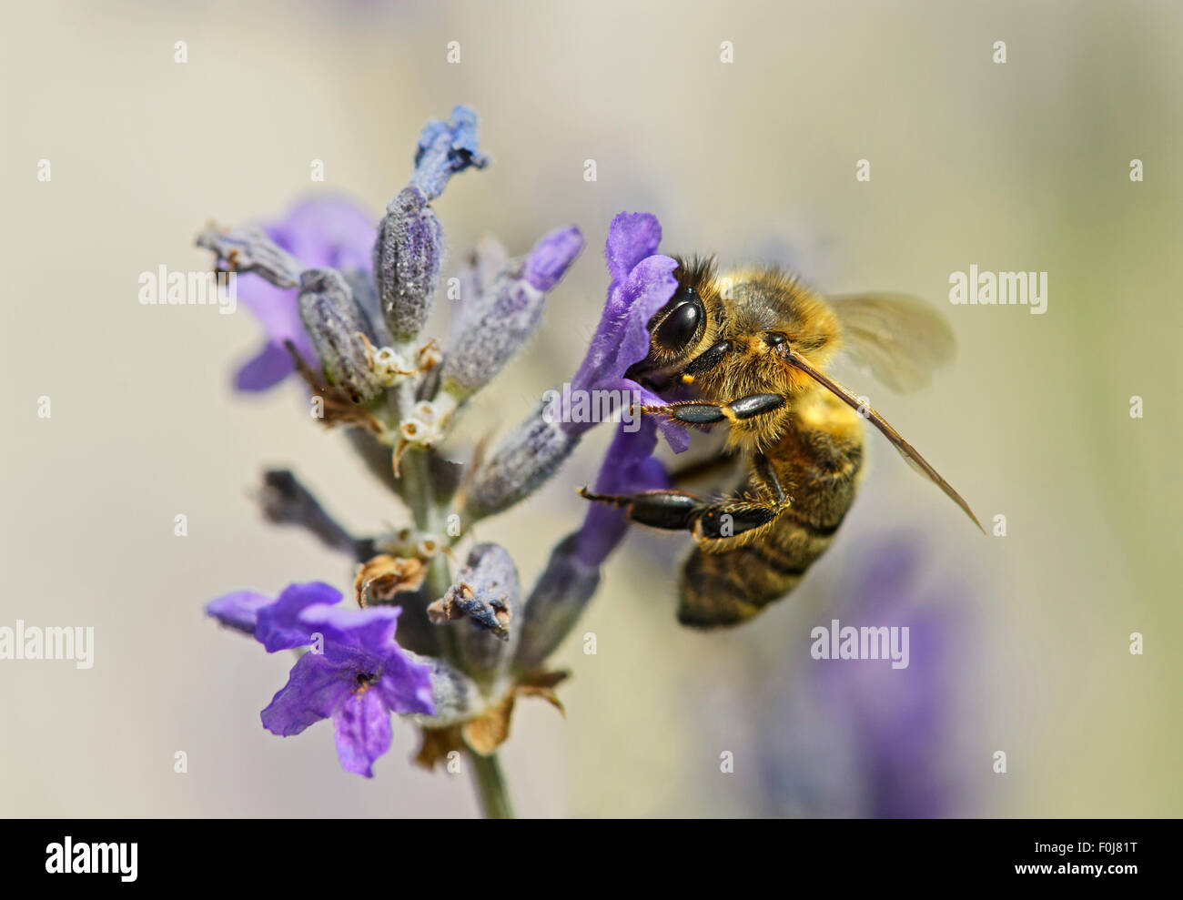 Western honey bee (Apis mellifera) gathering nectar from a lavender ...