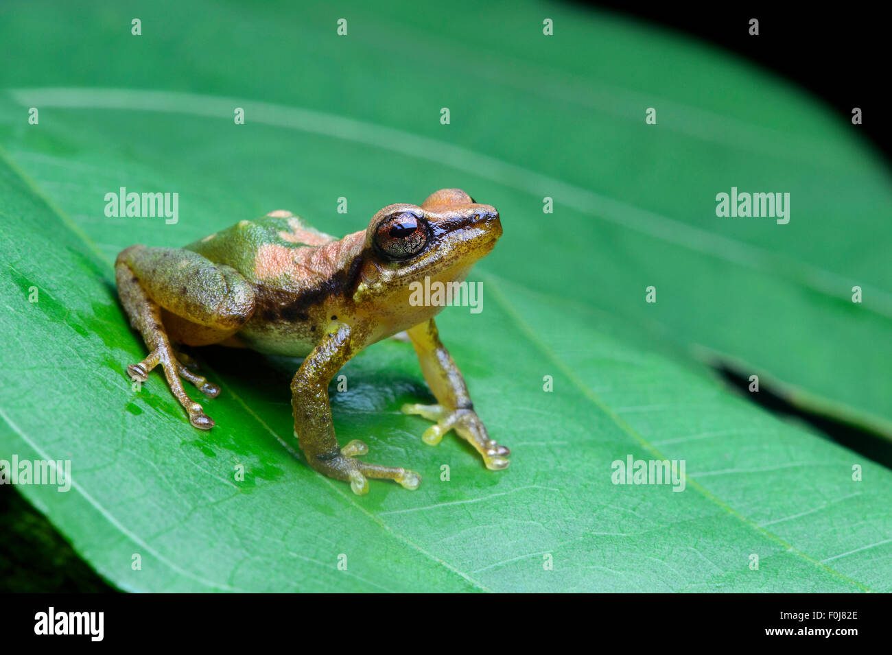 Neotropical frog (Pristimantis acuminatus, craugastoridae), Amazon ...