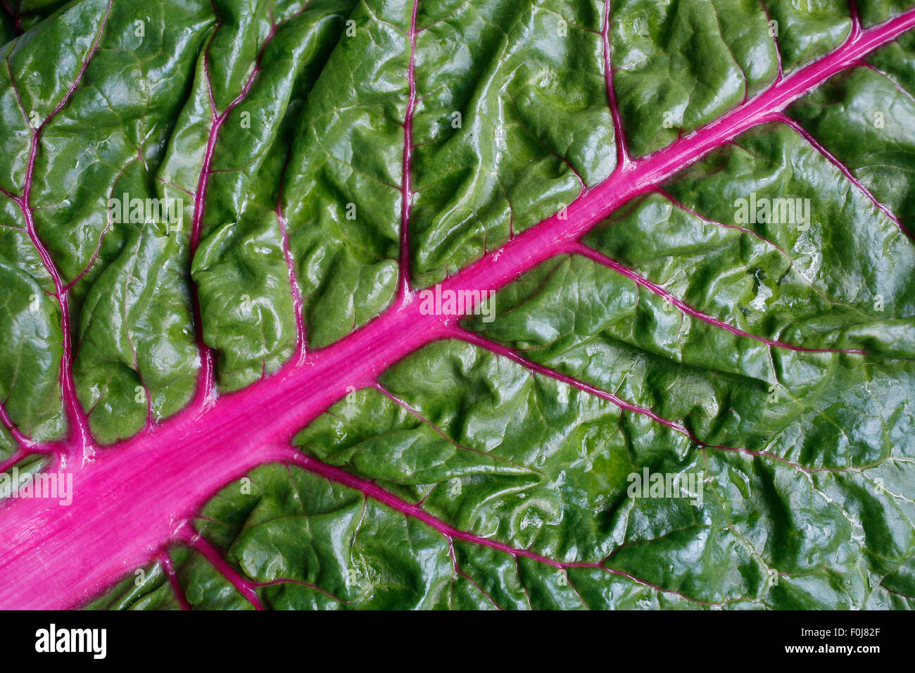 Beta vulgaris subsp vulgaris hi-res stock photography and images - Alamy