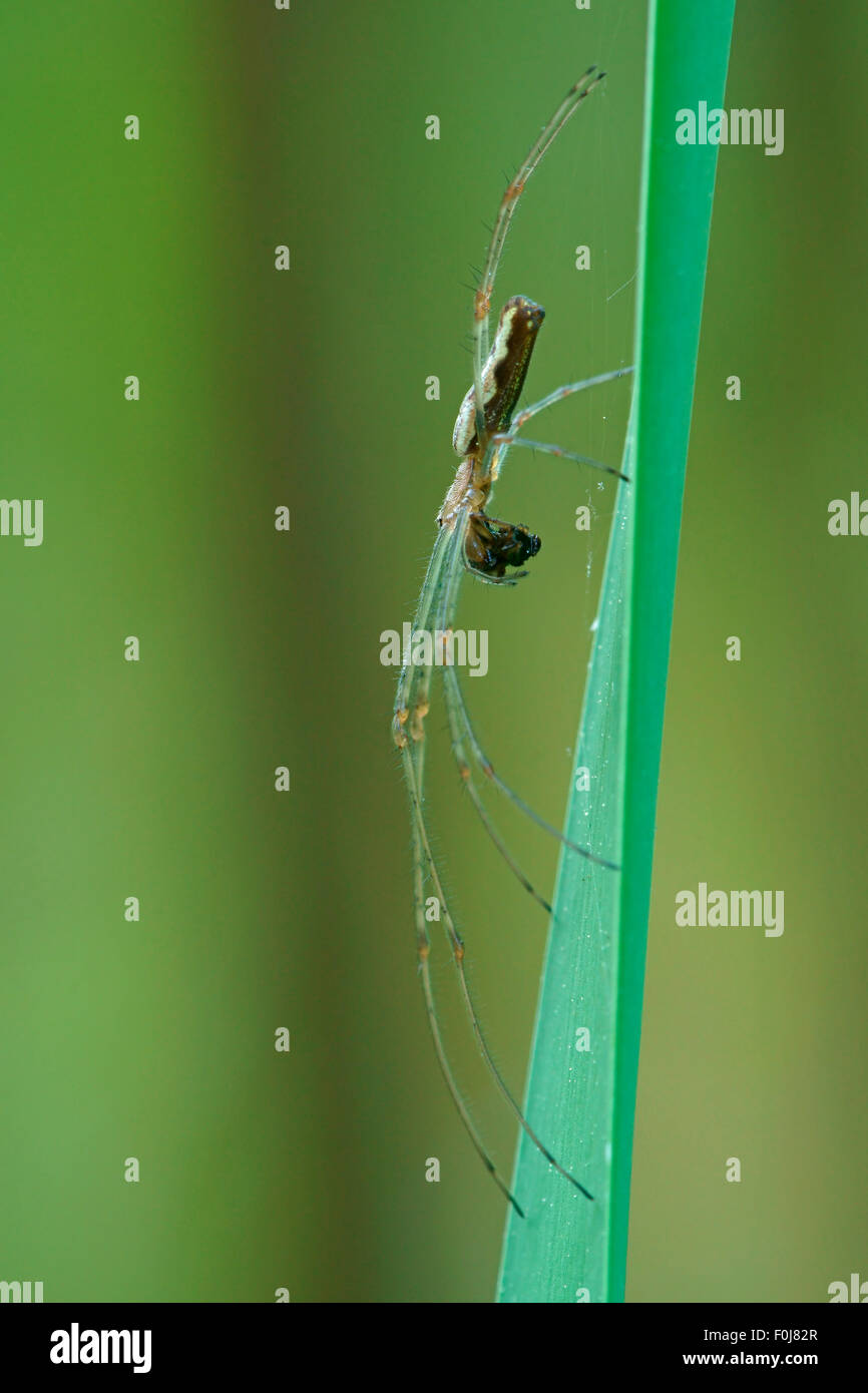 Long-jawed orb-weaver spider (Tetragnatha extensa) with prey, Hesse ...