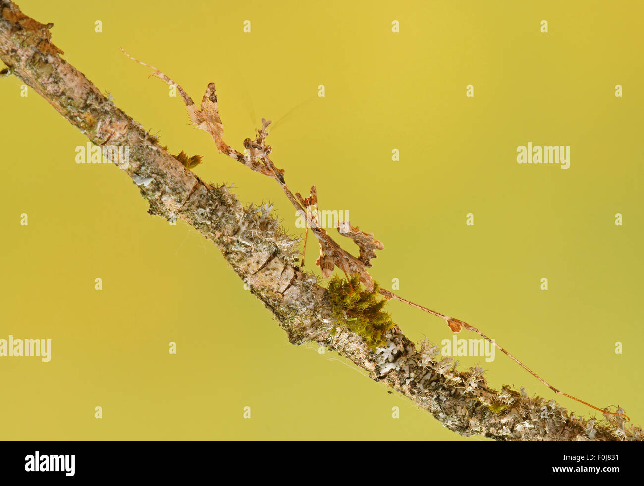 Ornate mantis (Gongylus gongylodes), Southeast Asia, captive Stock ...